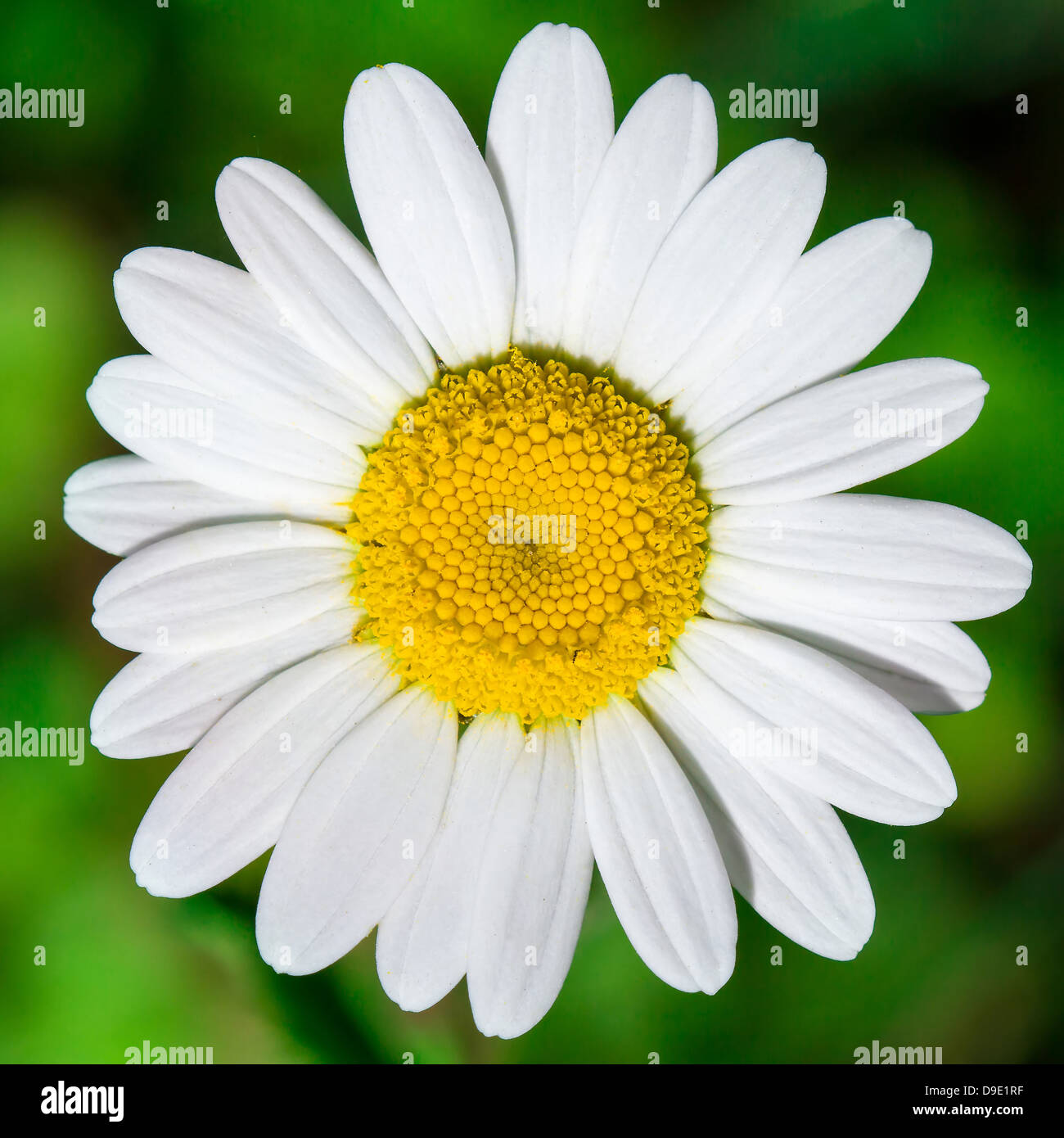 Close up of chamomile flower Stock Photo - Alamy