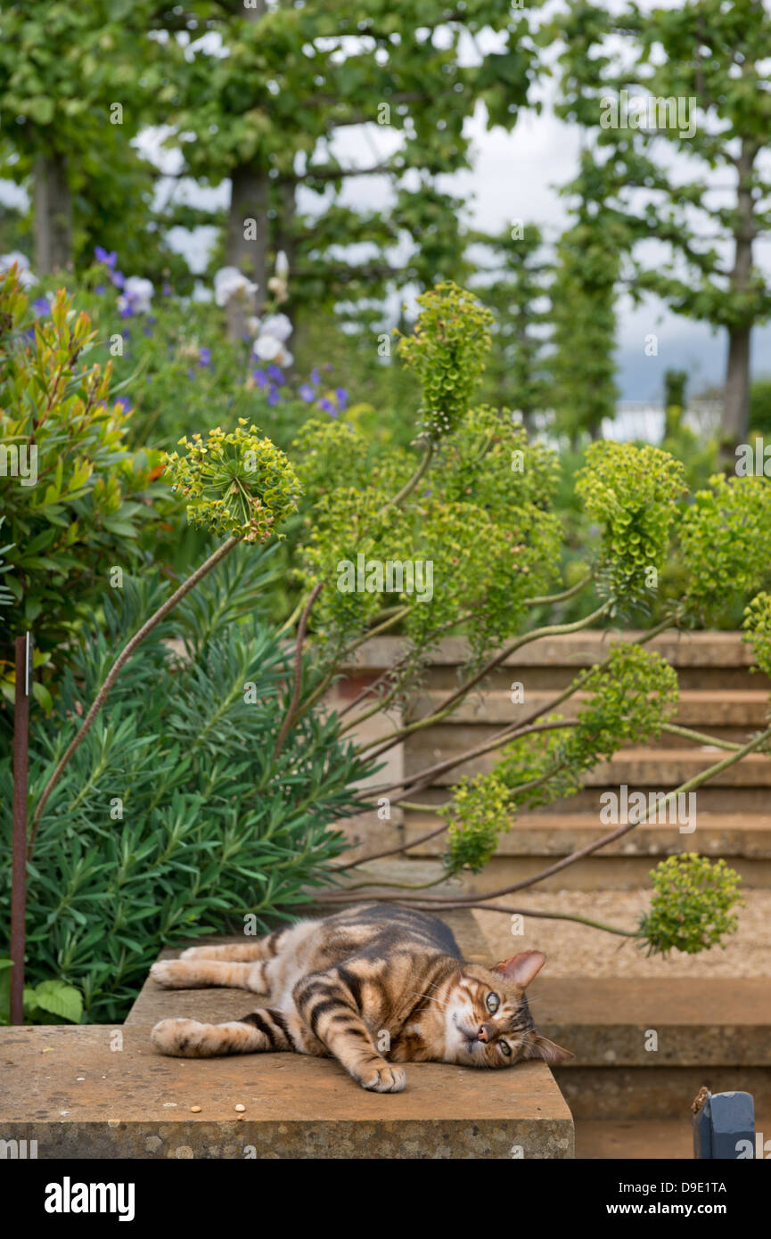 A cat sunbathing in an English garden amongst Euphorbia plants or ...