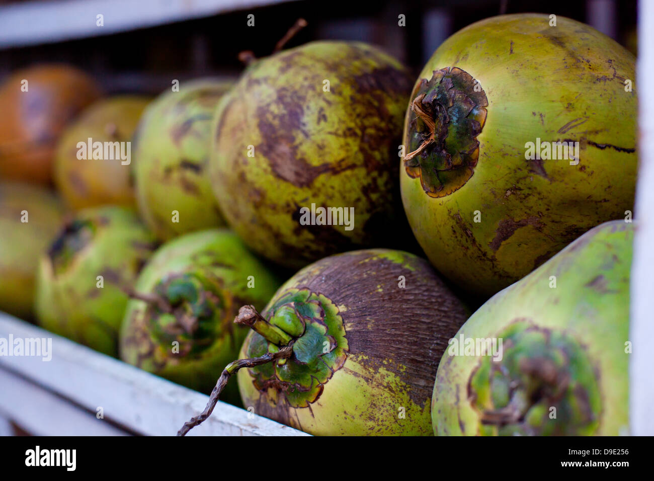 Coconuts in asian market in Philippines Stock Photo - Alamy