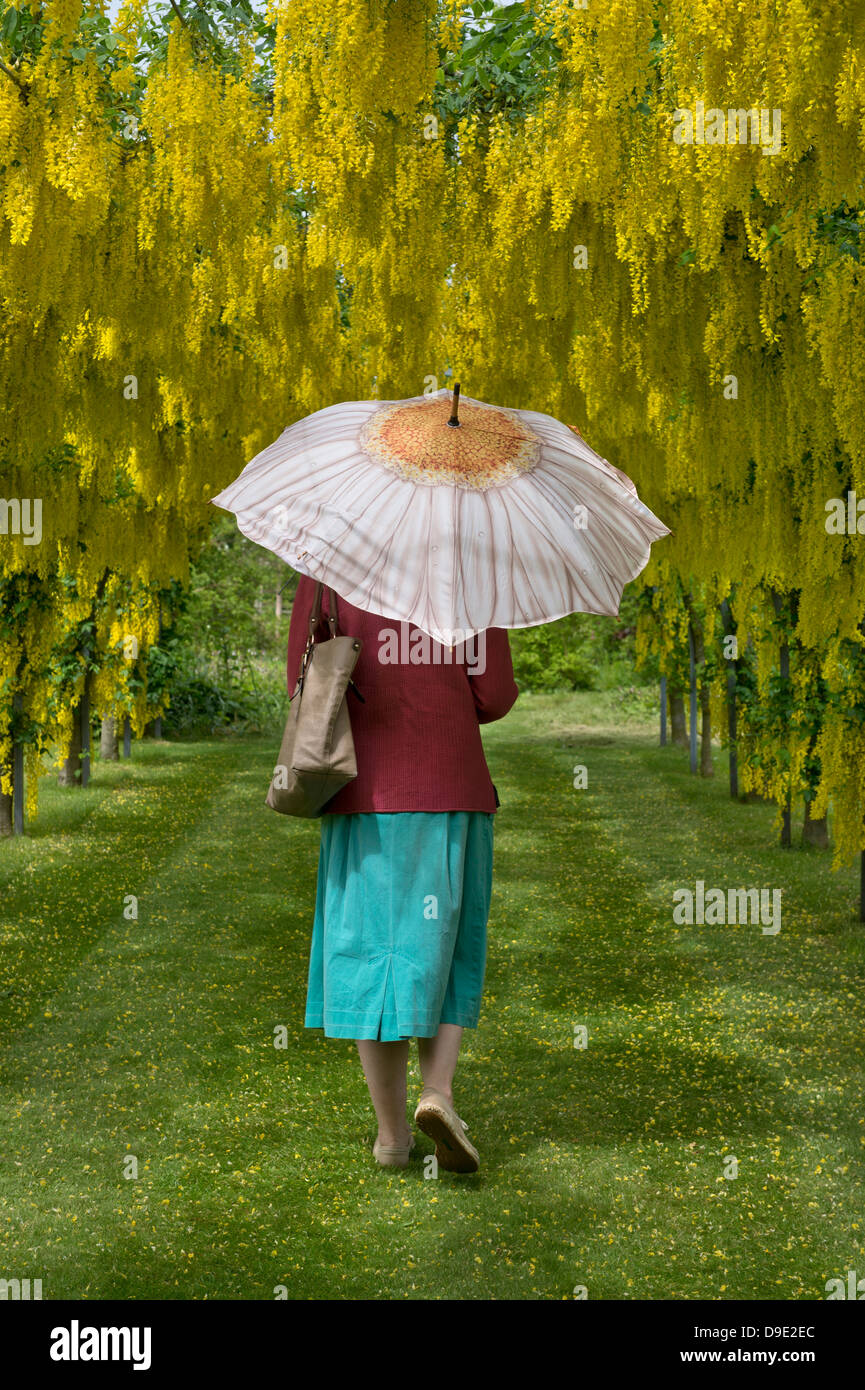 Laburnum archway hi-res stock photography and images - Alamy