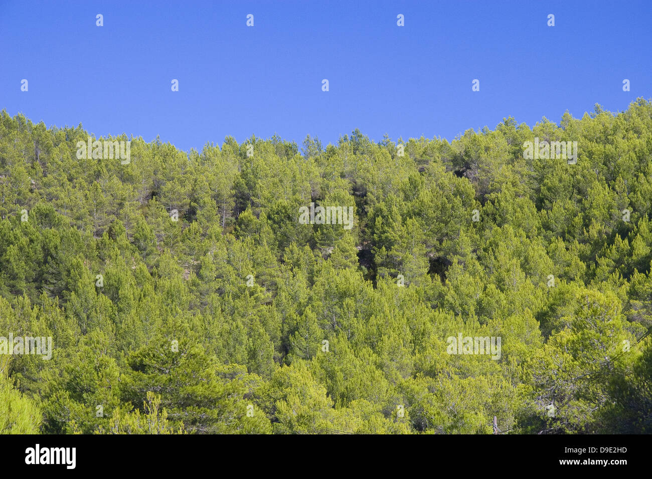Ibiza forest hi-res stock photography and images - Alamy