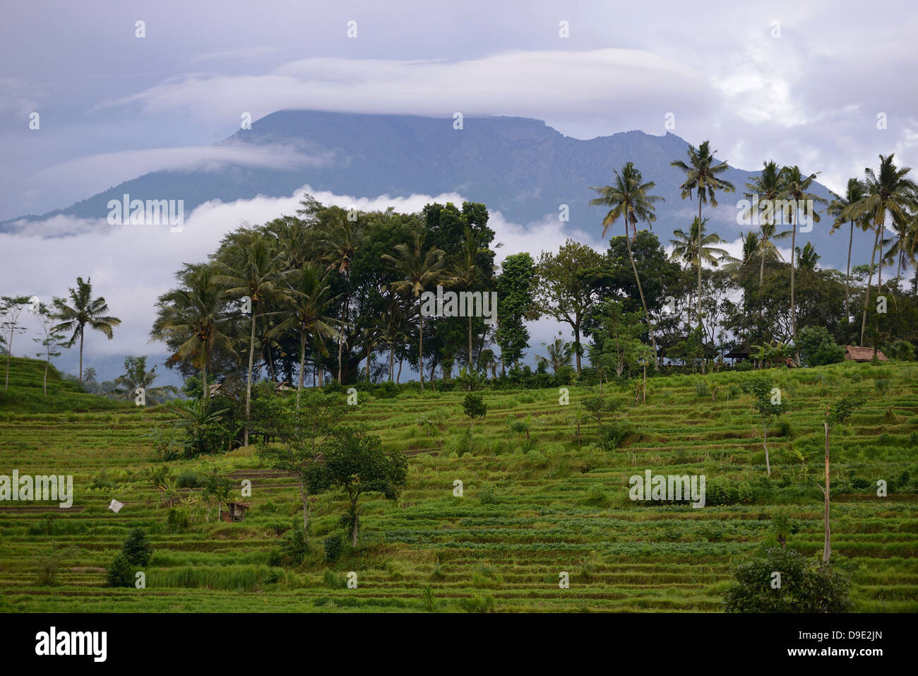 Indonesia, Bali, Sidemen, rice fields in terrace and the Gunung Agung ...