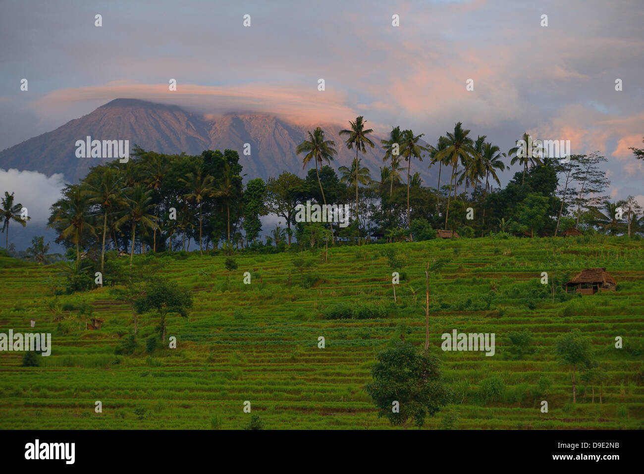 Indonesia, Bali, Sidemen, rice fields in terrace and the Gunung Agung ...