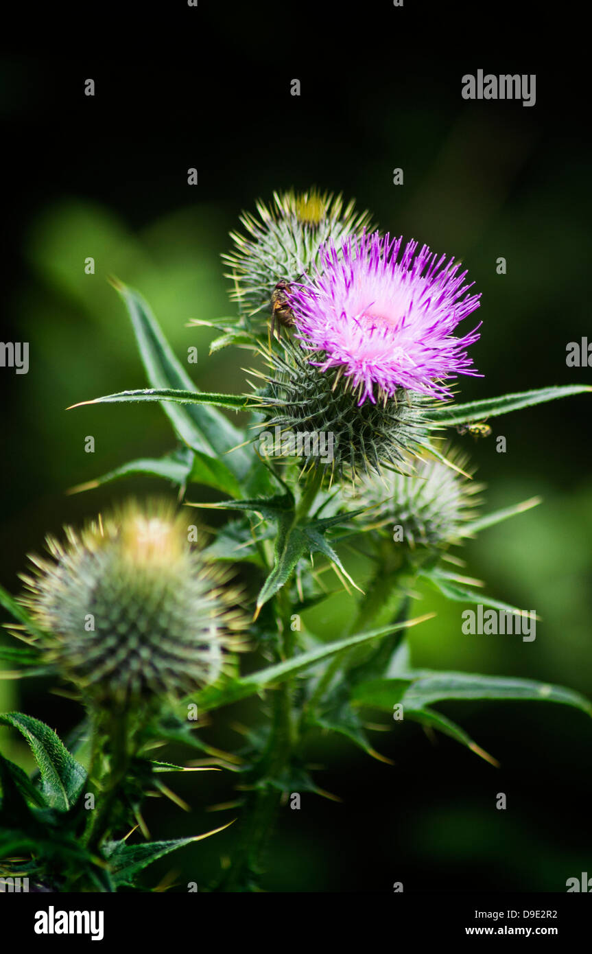 Wild Thistle growing at Beacon Fell in Lancashire, UK Stock Photo - Alamy