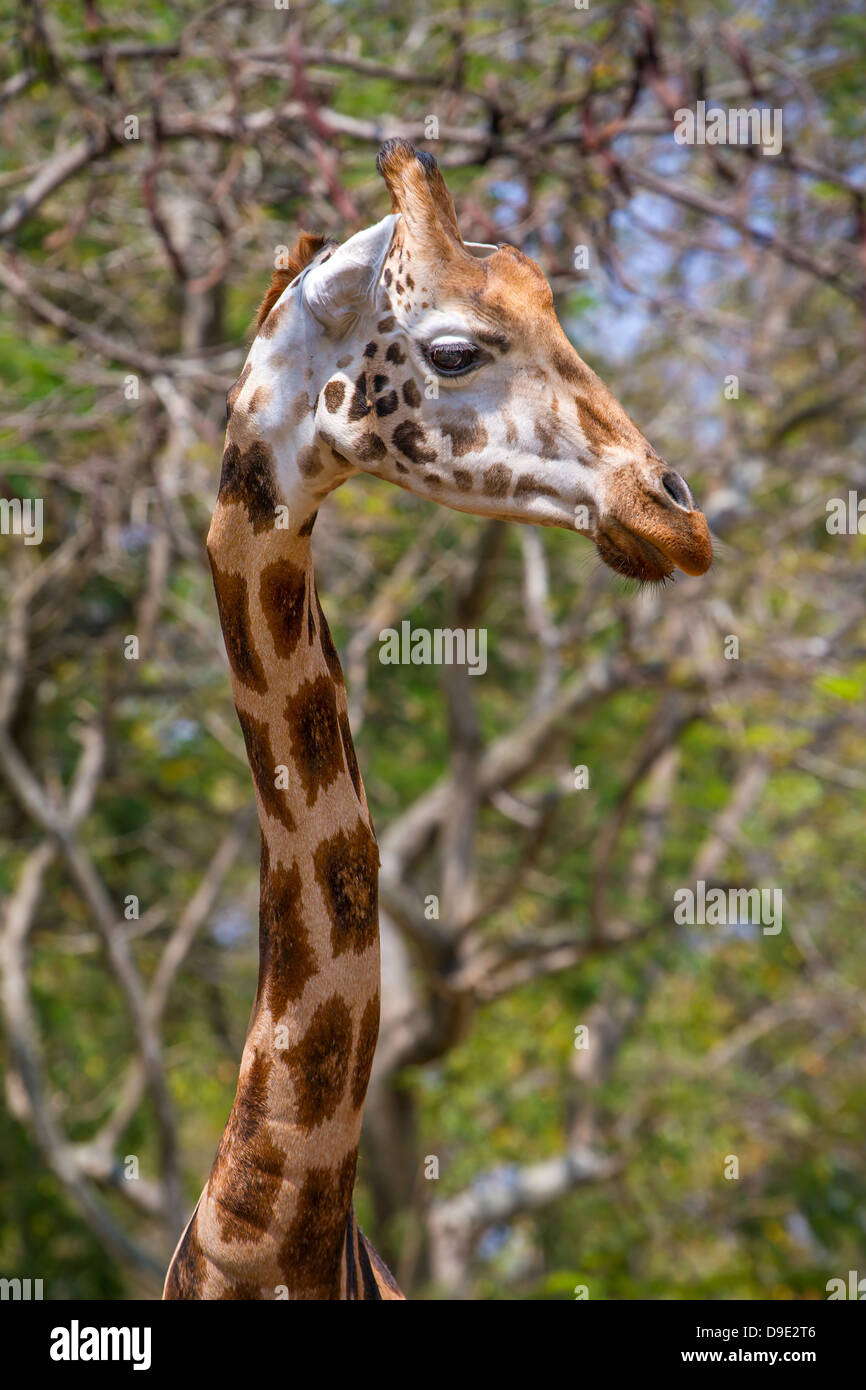 Portrait of a giraffe (Giraffa camelopardalis) against trees background ...
