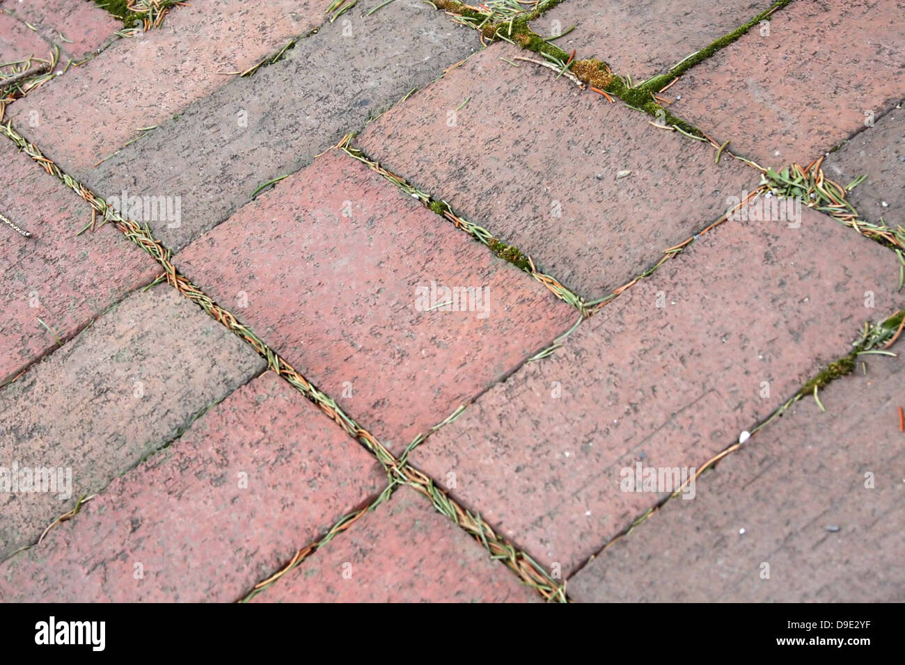 RED BRICK SIDEWALK WITH PINE NEEDLES TREE Stock Photo - Alamy