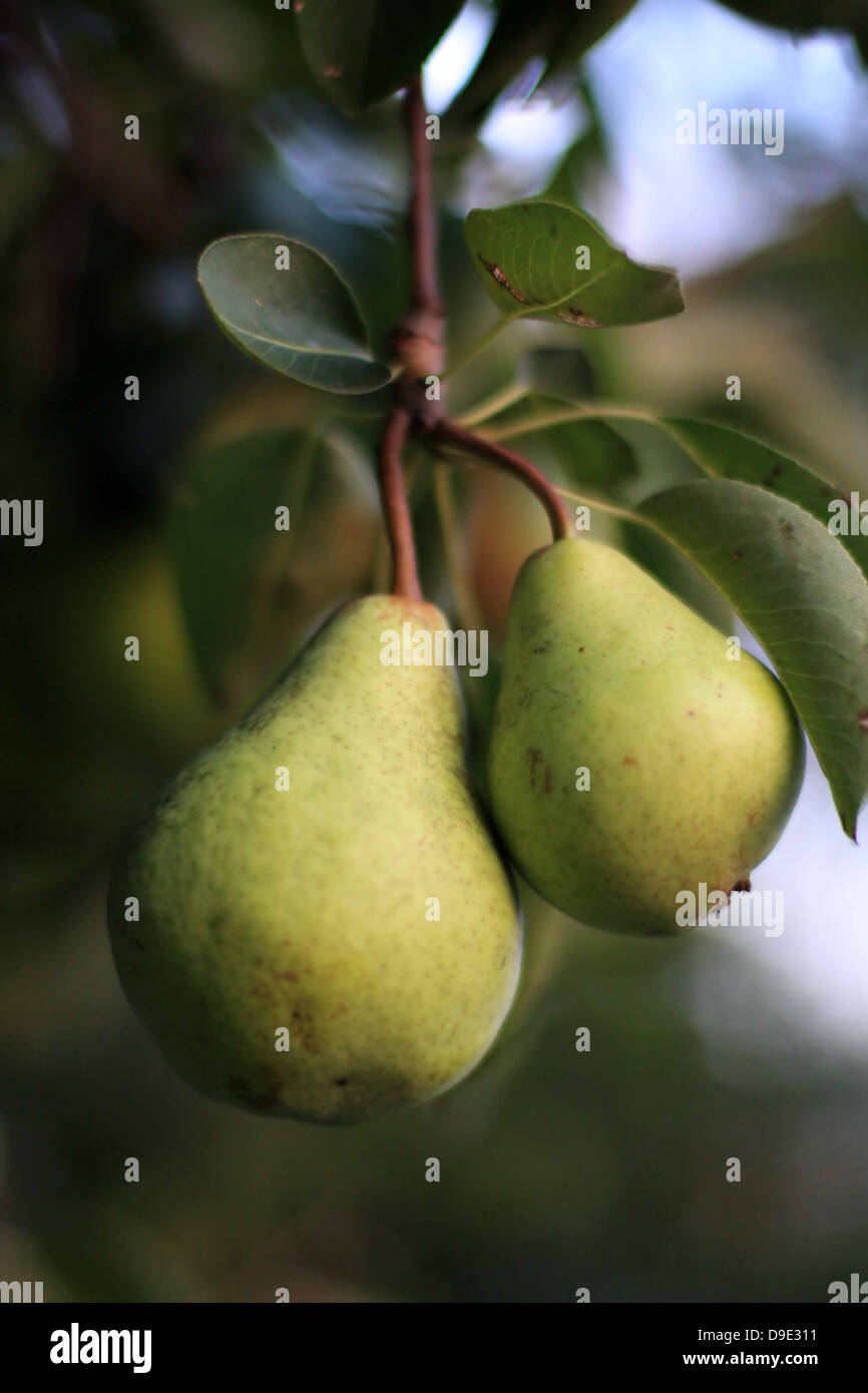 Duo fruit tree hi-res stock photography and images - Alamy