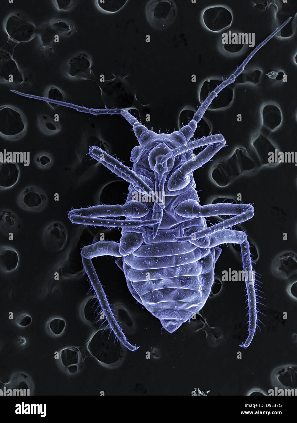 High vacuum SEM image of plant lice Stock Photo - Alamy