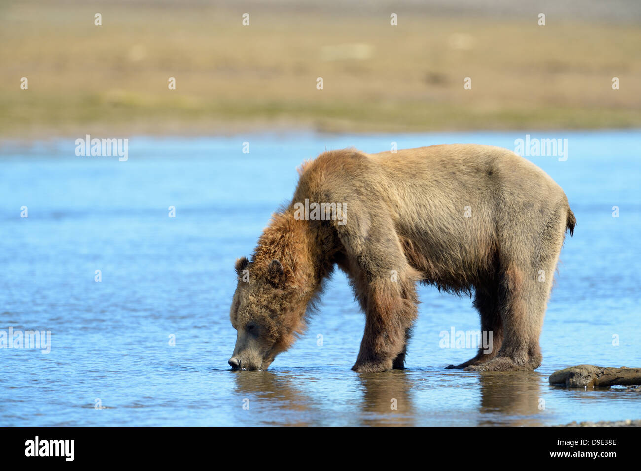Bear drinking water hi-res stock photography and images - Alamy