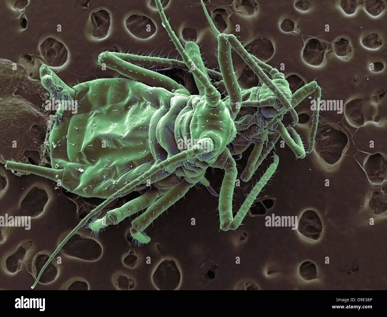 High vacuum SEM image of plant lice face to face Stock Photo - Alamy