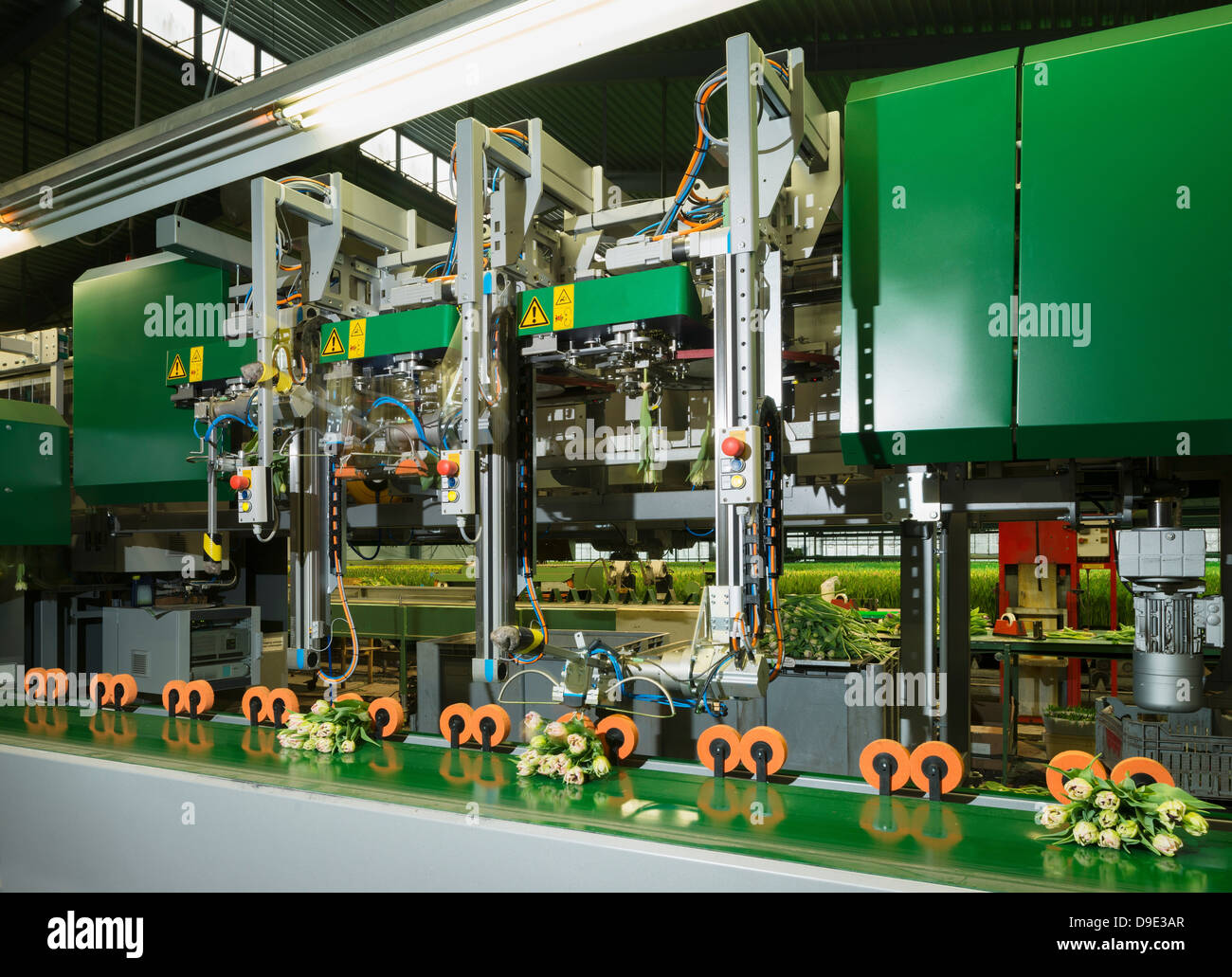 Tulips for export hi-res stock photography and images - Alamy