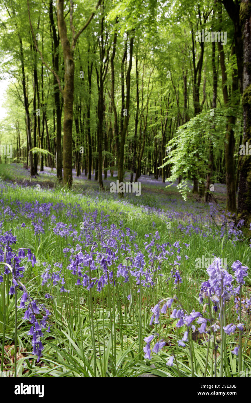 Bluebell in forest hi-res stock photography and images - Alamy
