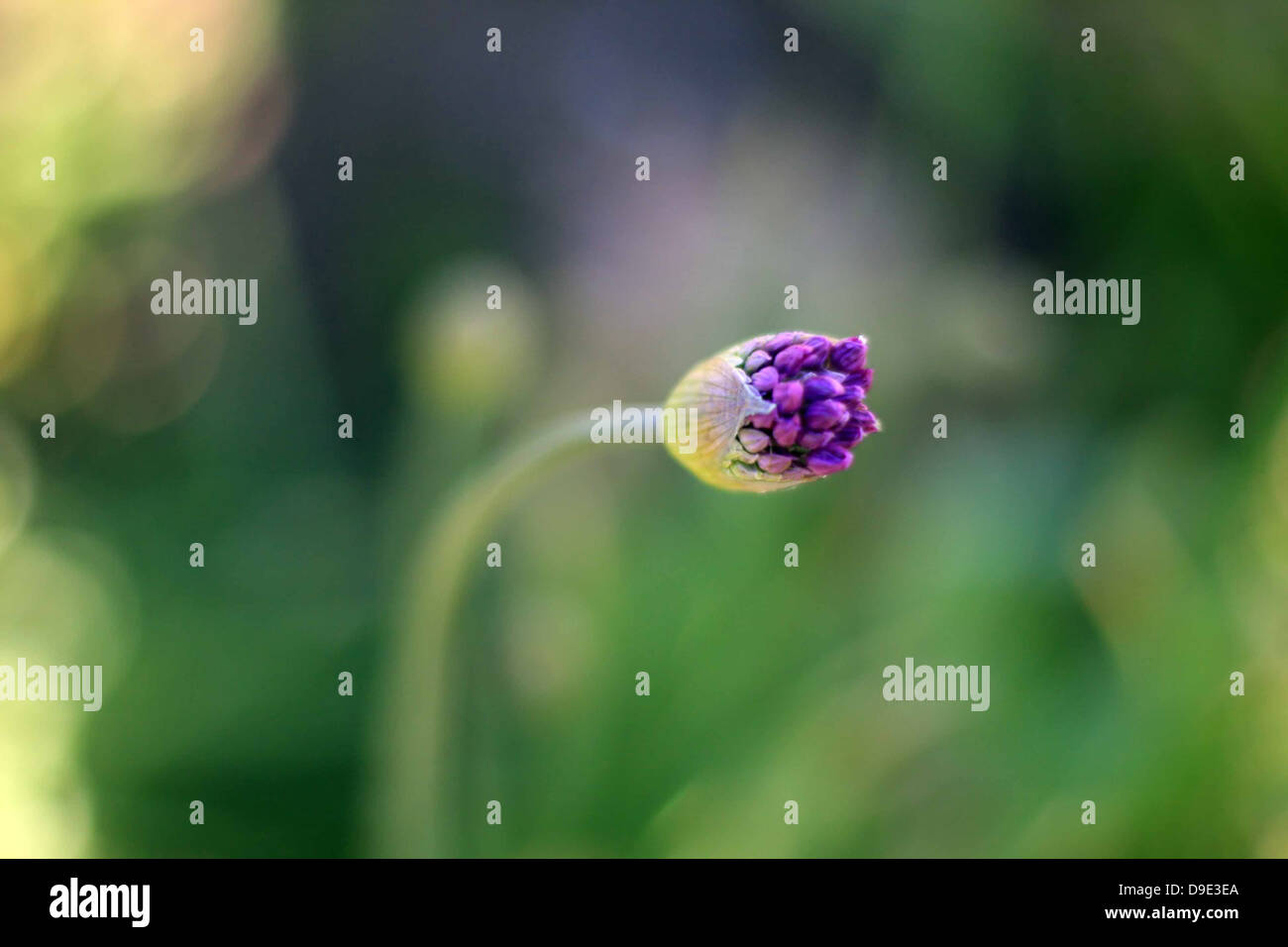 purple flower outdoor garden Stock Photo - Alamy