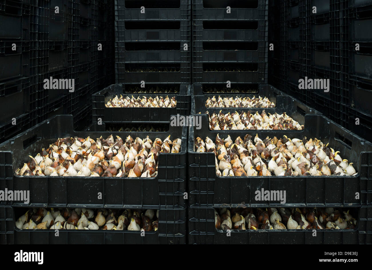 Bulb Crates High Resolution Stock Photography and Images - Alamy