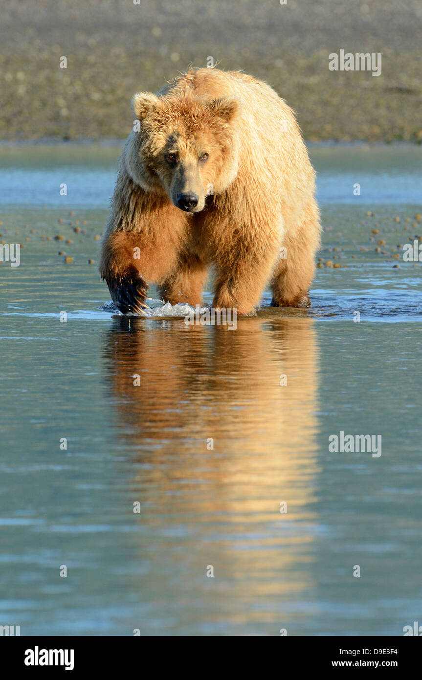 Grizzly bear watching water hi-res stock photography and images - Alamy