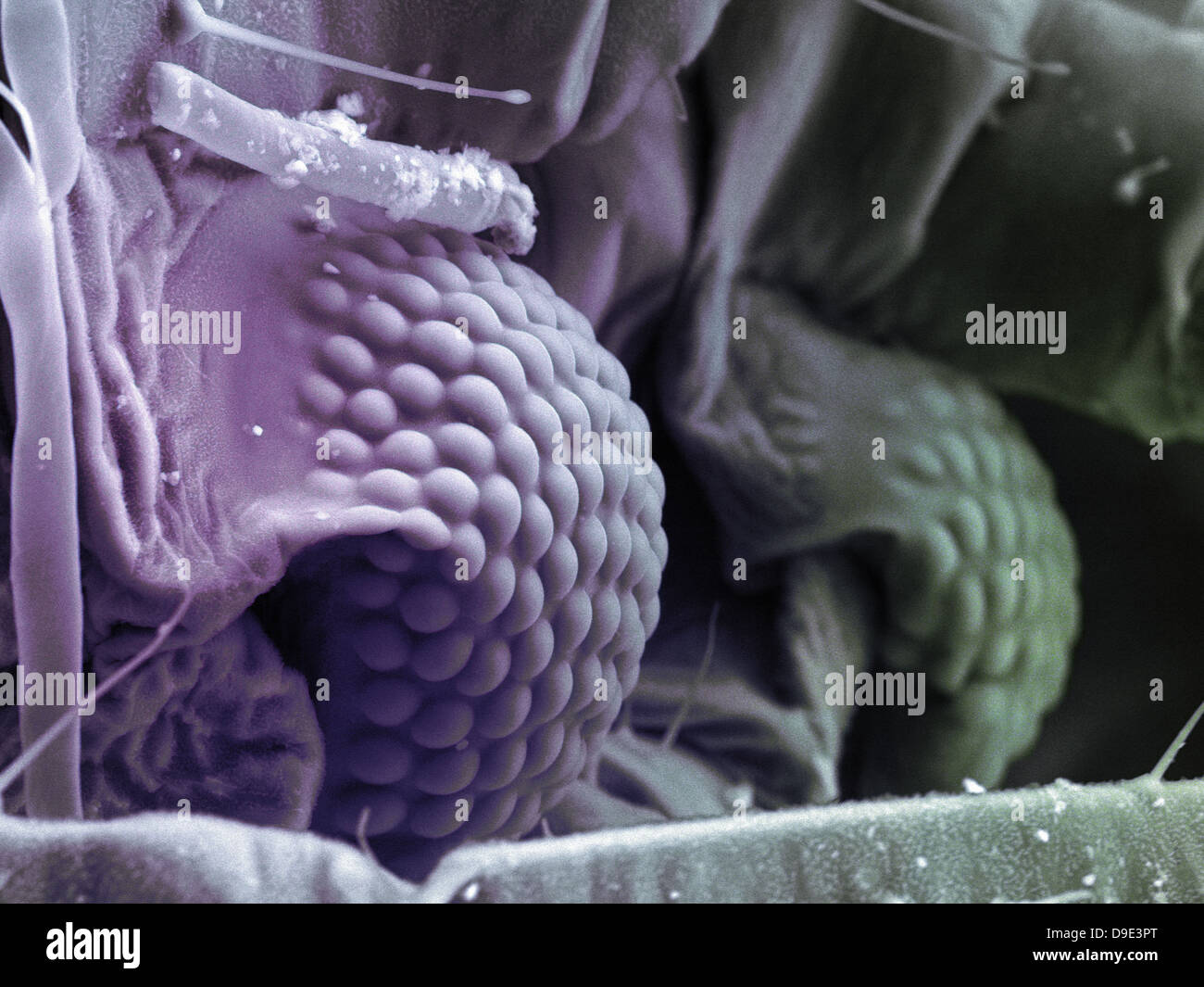 High vacuum SEM image of plant lice eyes Stock Photo - Alamy