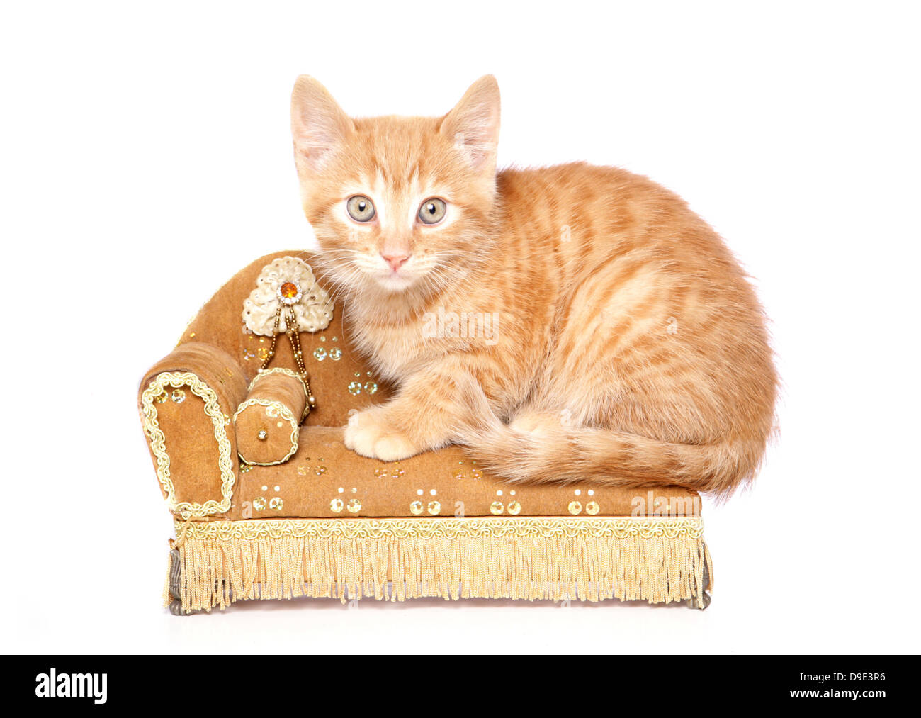 ginger tom kitten sitting on a chaise lounge Stock Photo - Alamy