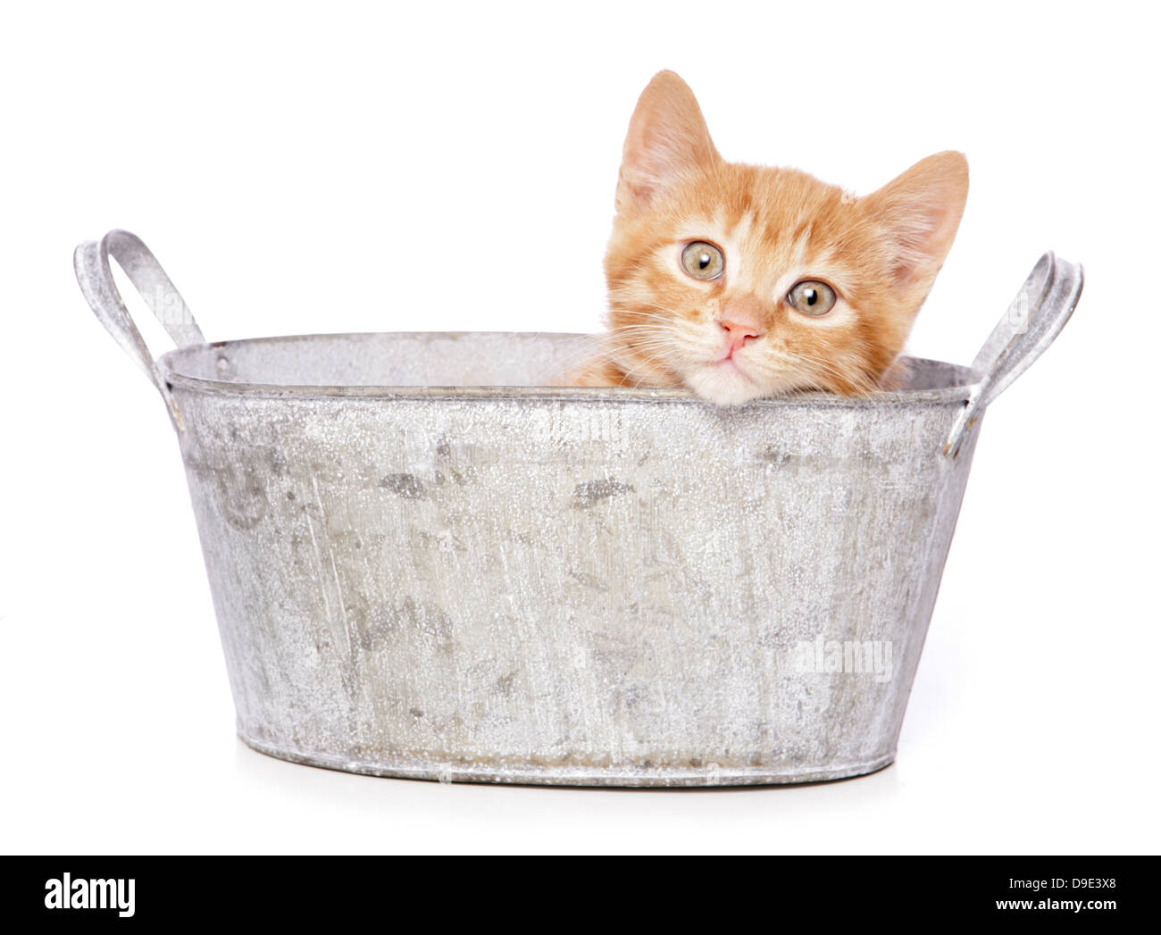 A ginger tom cat Cut Out Stock Images & Pictures - Alamy