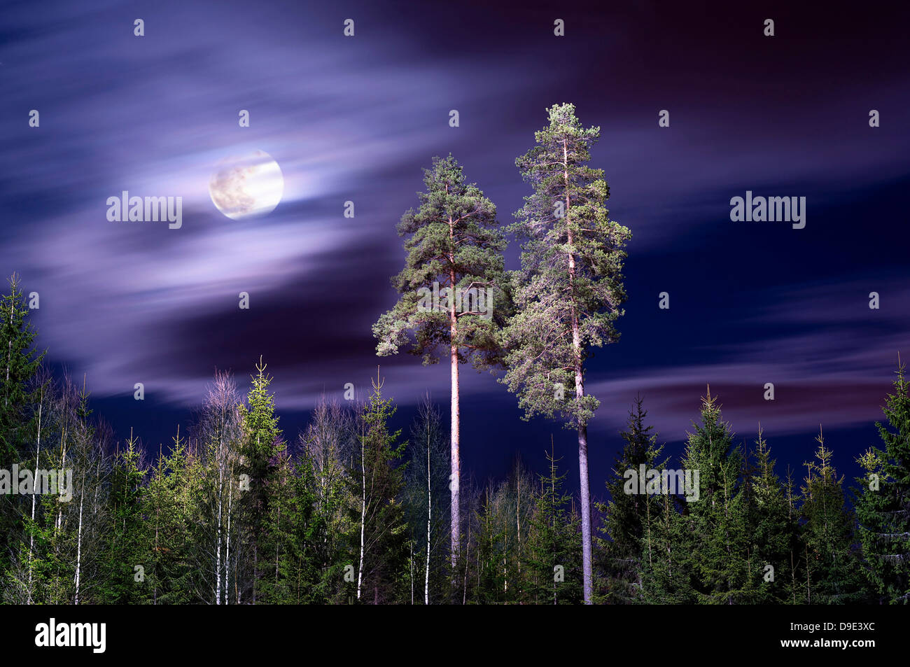 Forest in moonlight Stock Photo - Alamy