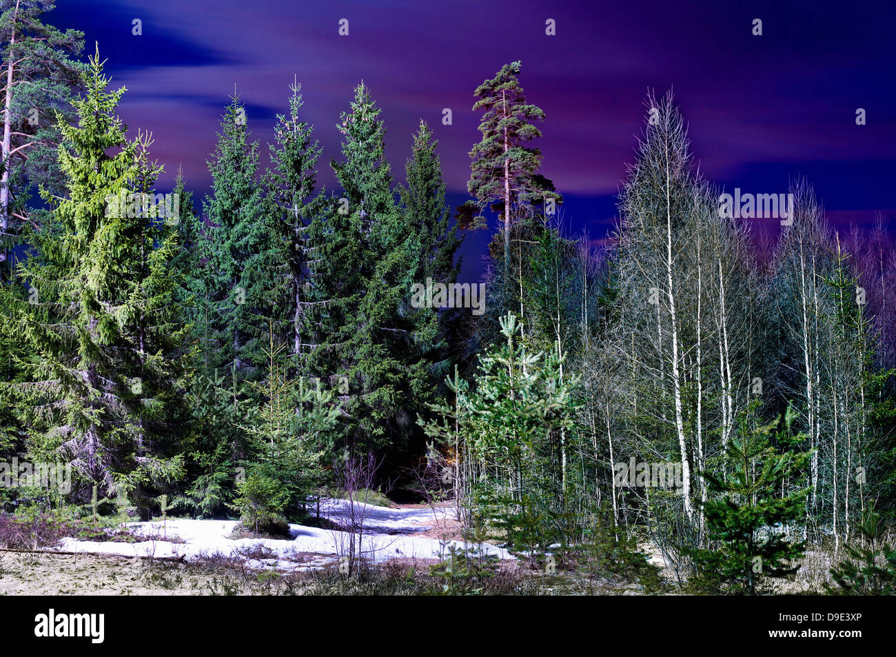 Forest at night Stock Photo - Alamy