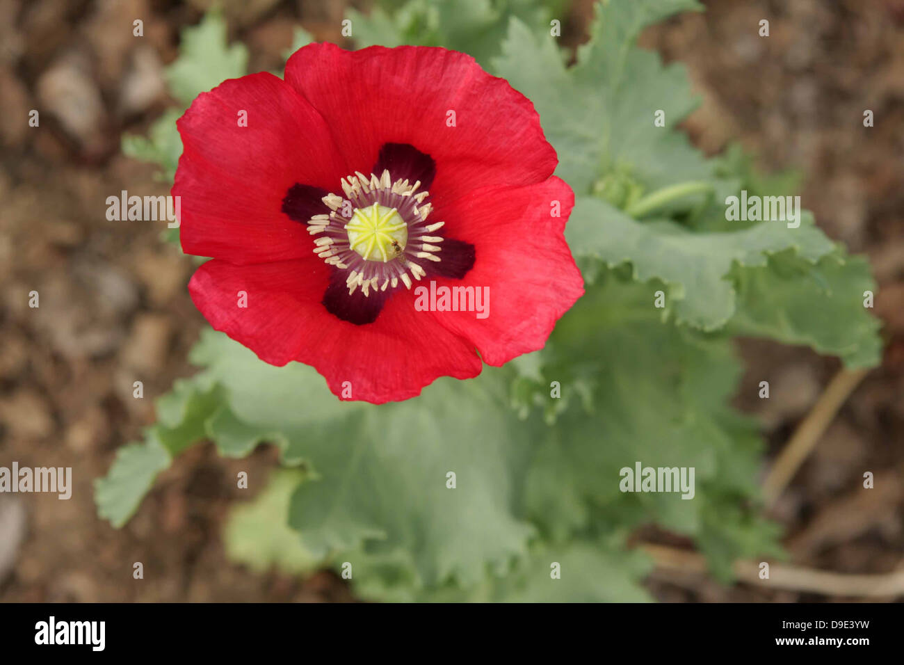 Poppy flower hi-res stock photography and images - Alamy