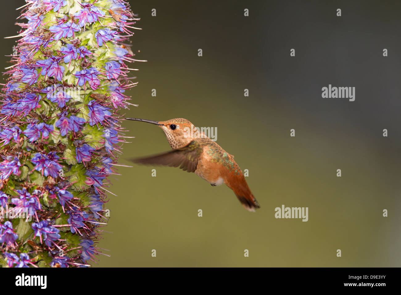 Allen's hummingbird taking nectar from pride of madeira flower Stock ...