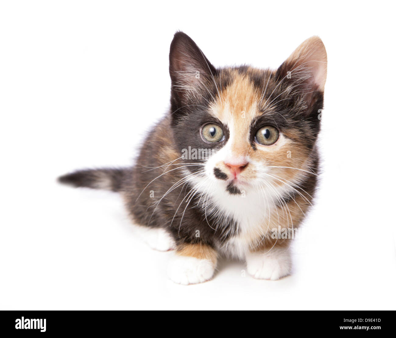 Tri colour cat hi-res stock photography and images - Alamy