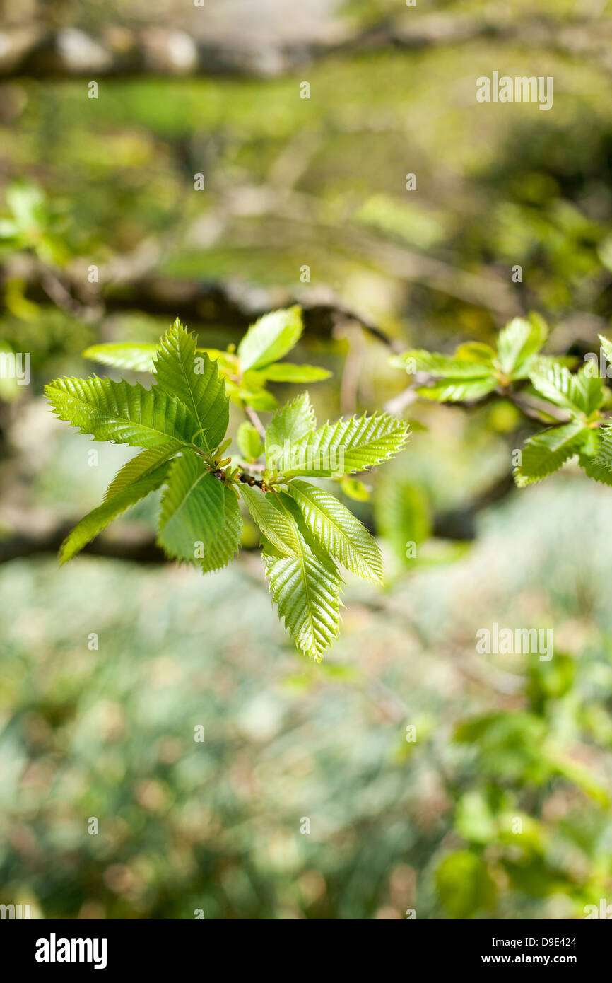Dappled sun in leaves hi-res stock photography and images - Alamy
