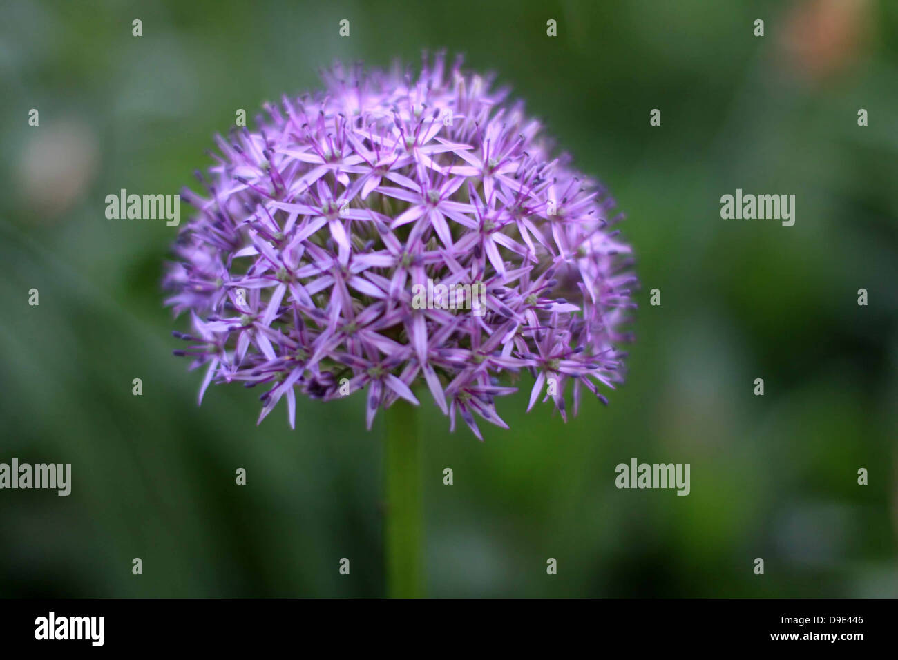 purple flower outdoor garden Stock Photo - Alamy