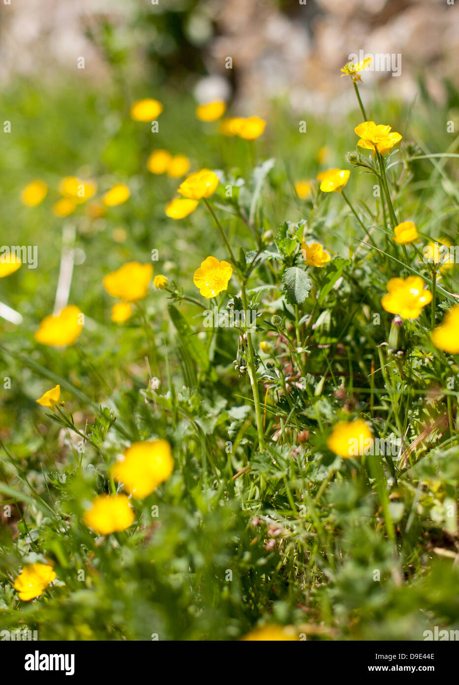Spring flowers buttercups hi-res stock photography and images - Alamy