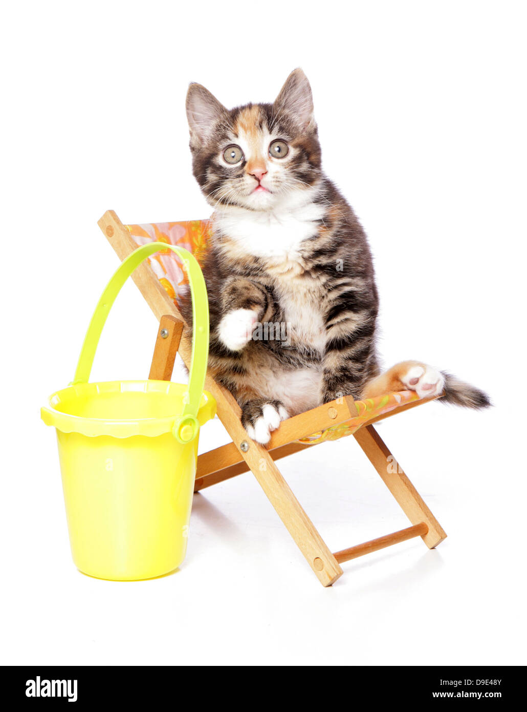 Cat on a chair hi-res stock photography and images - Alamy