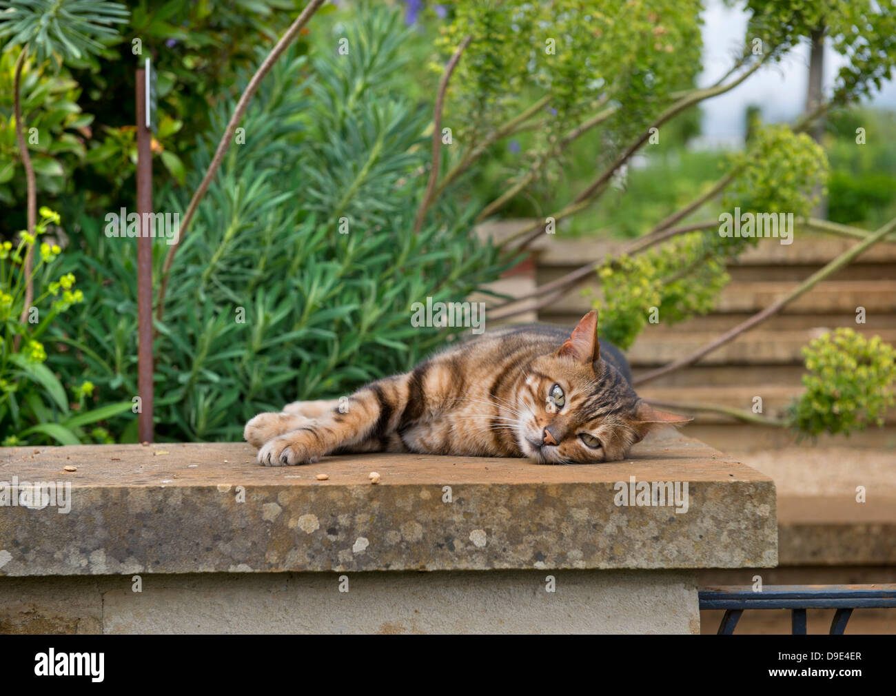 Tabby cat sunbathing hi-res stock photography and images - Alamy