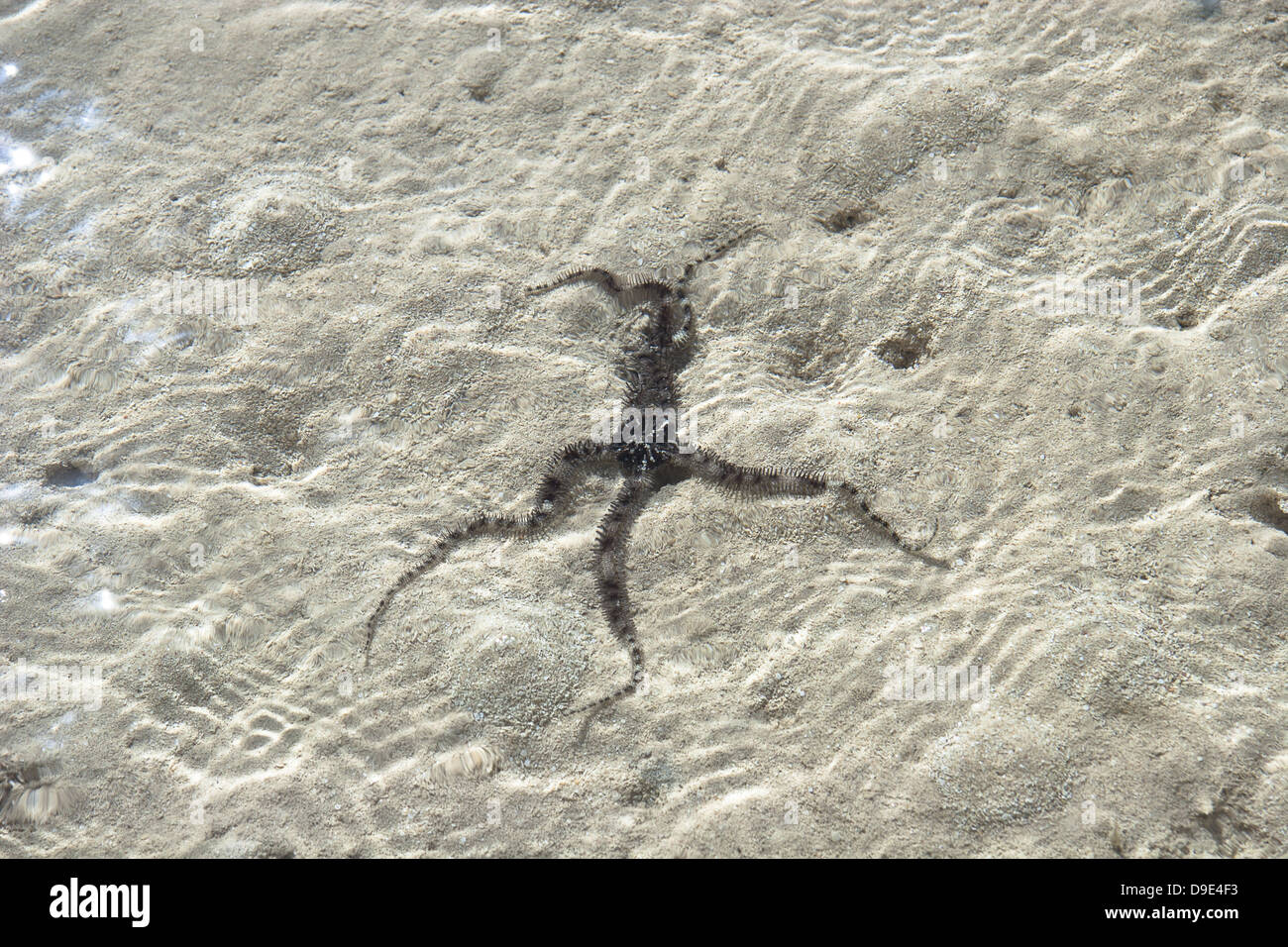 White star fish hi-res stock photography and images - Alamy