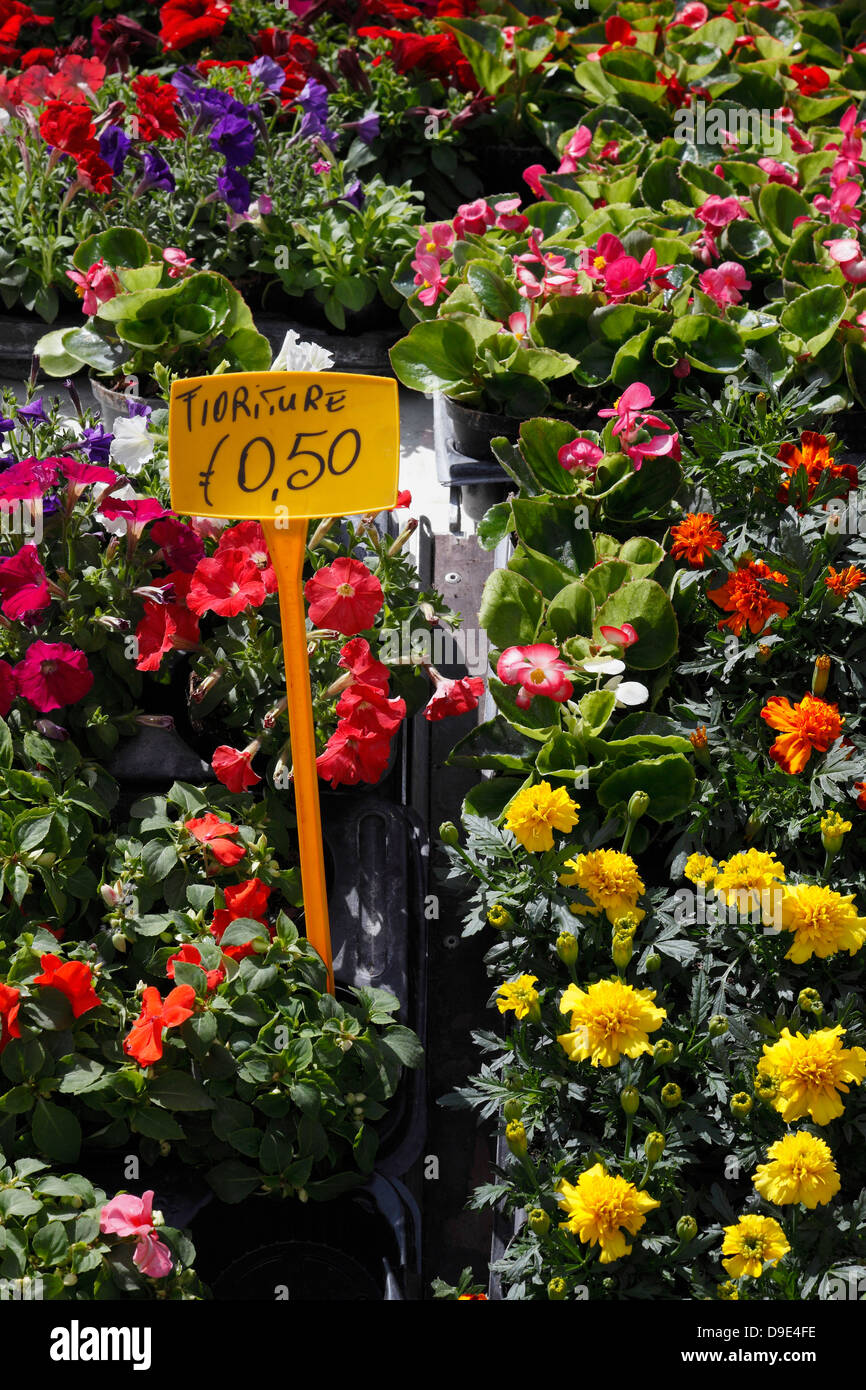 Blooms full hi-res stock photography and images - Alamy