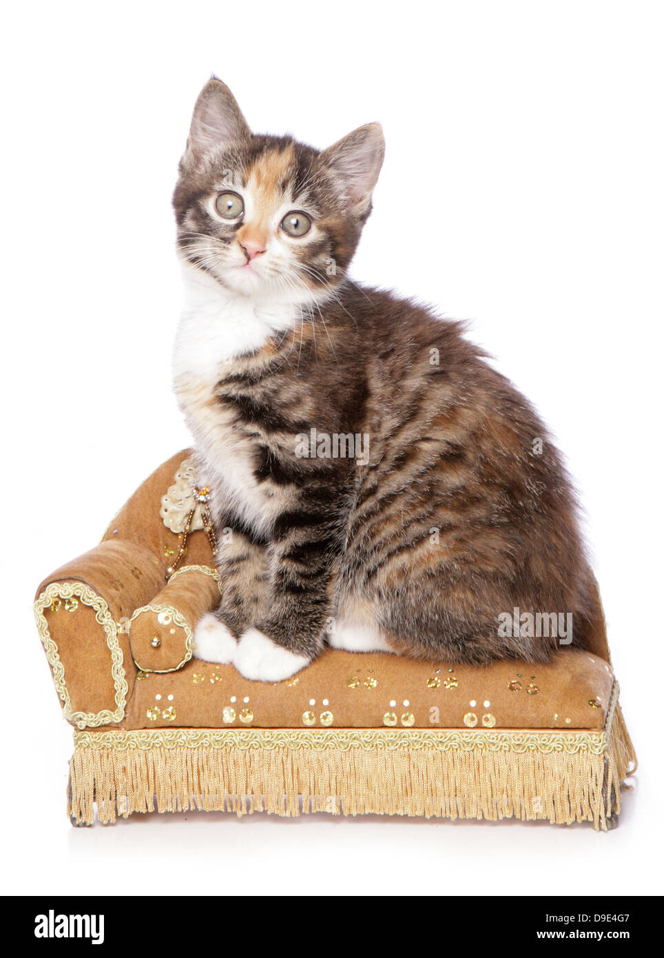 Cat sitting sofa Cut Out Stock Images & Pictures - Alamy