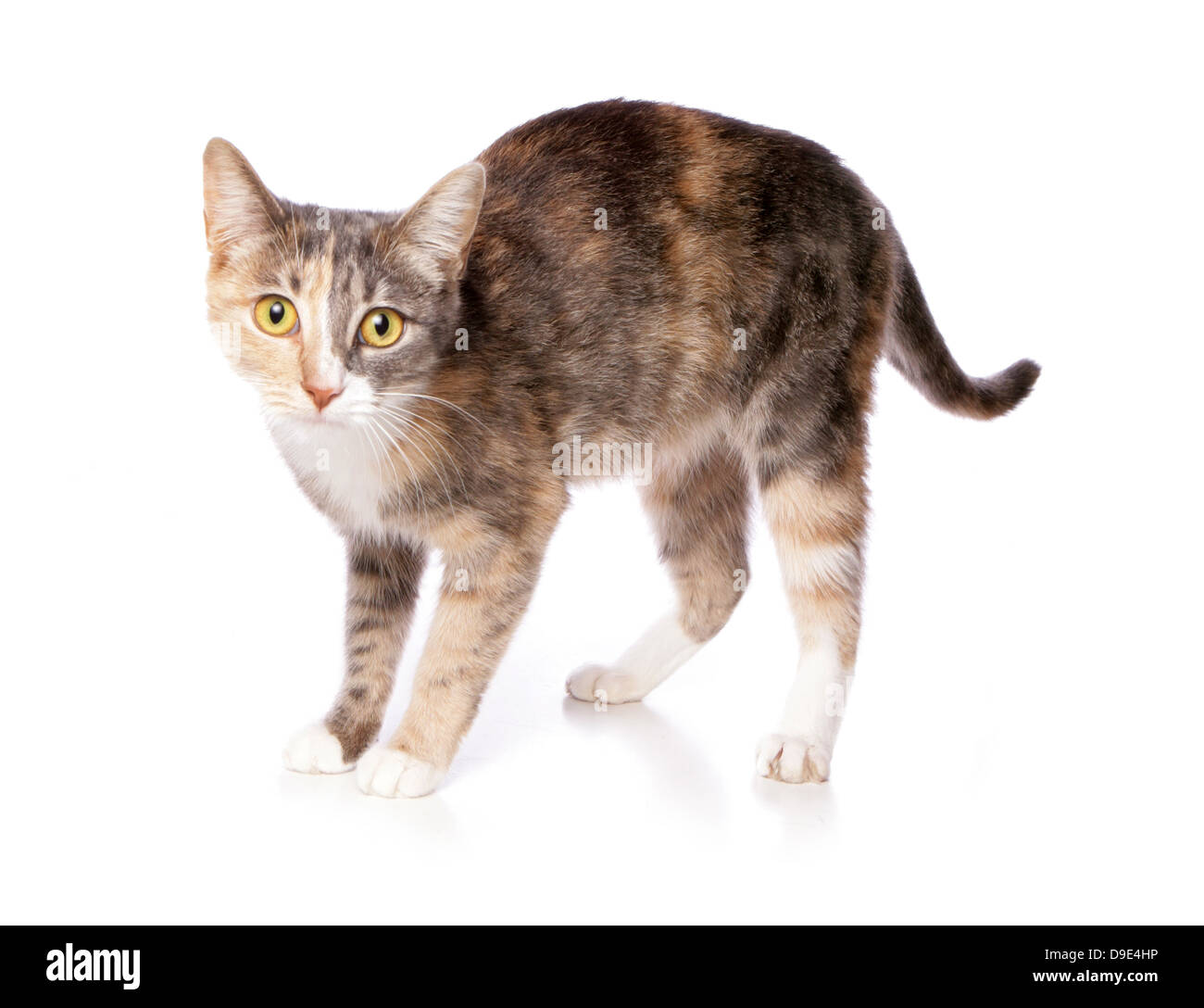 Adult cat hi-res stock photography and images - Alamy