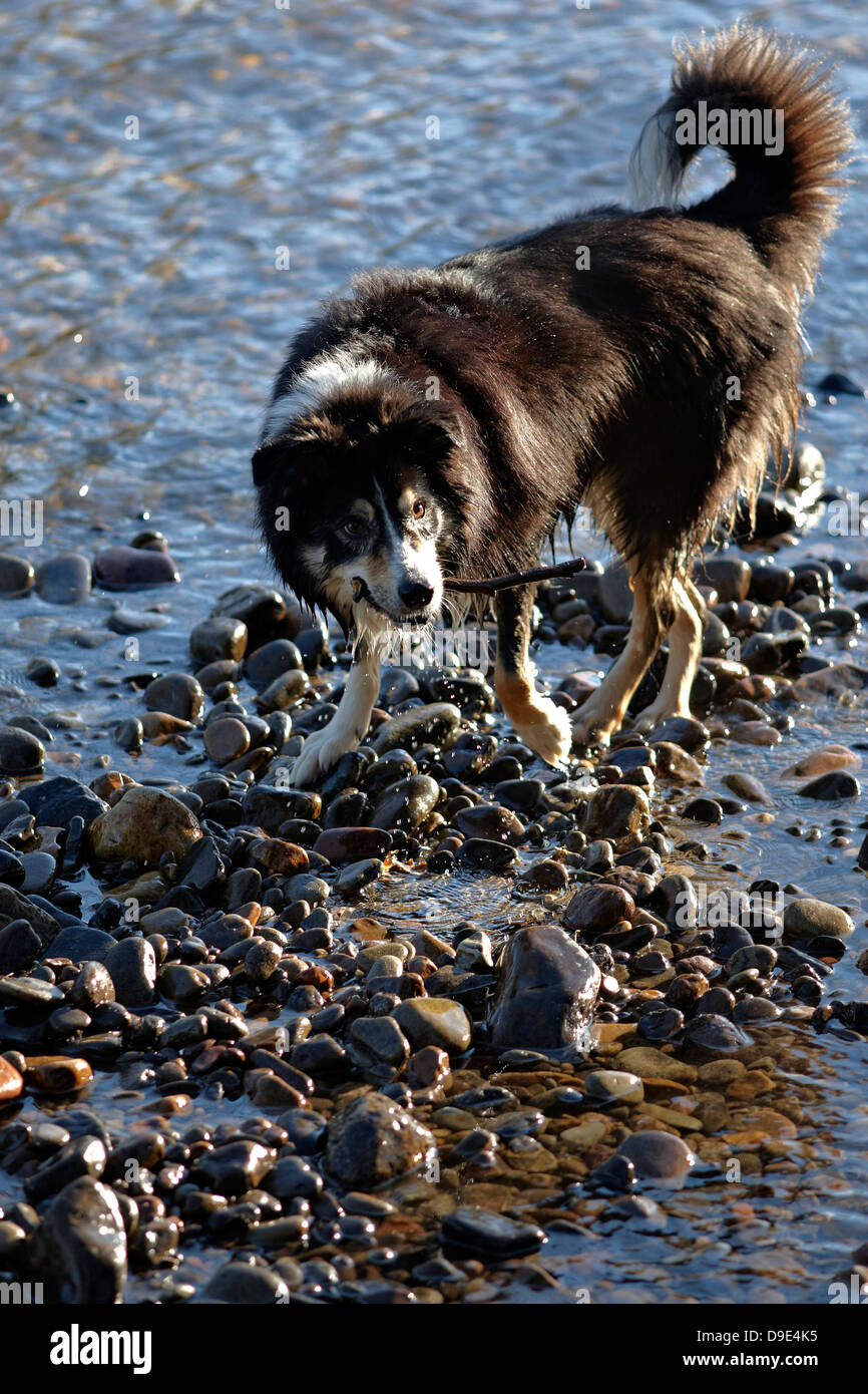 Border Collie dog retrieving stick from shallow river Stock Photo - Alamy