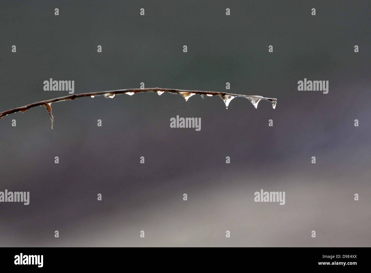 Water drops branch hi-res stock photography and images - Alamy