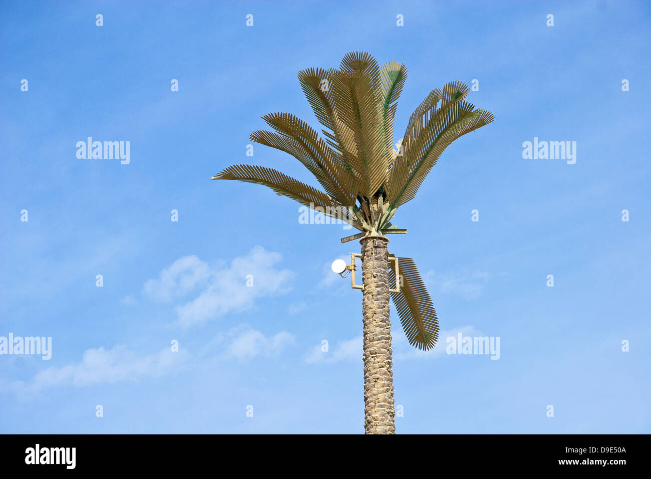 African Palm trees at bright summer day Stock Photo - Alamy