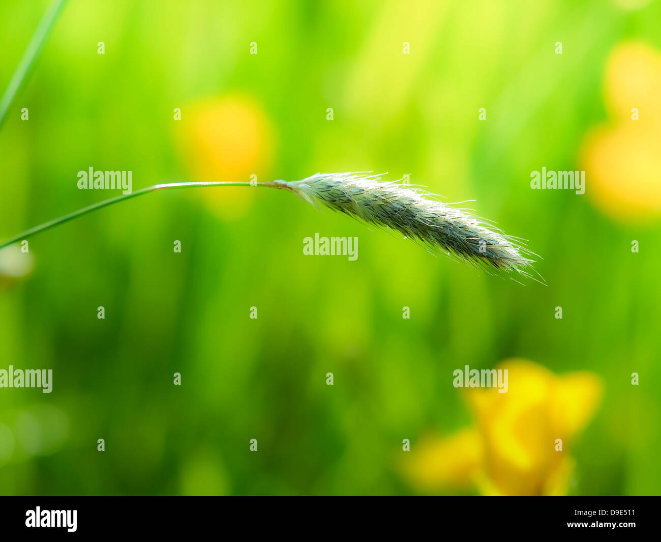 Bristle grass hi-res stock photography and images - Alamy