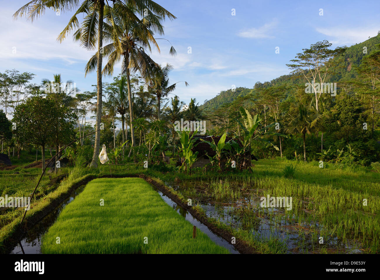 Rice irrigation hi-res stock photography and images - Alamy