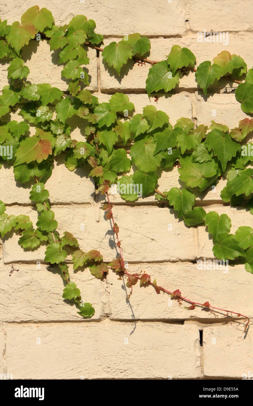 Climbing ivy hi-res stock photography and images - Alamy