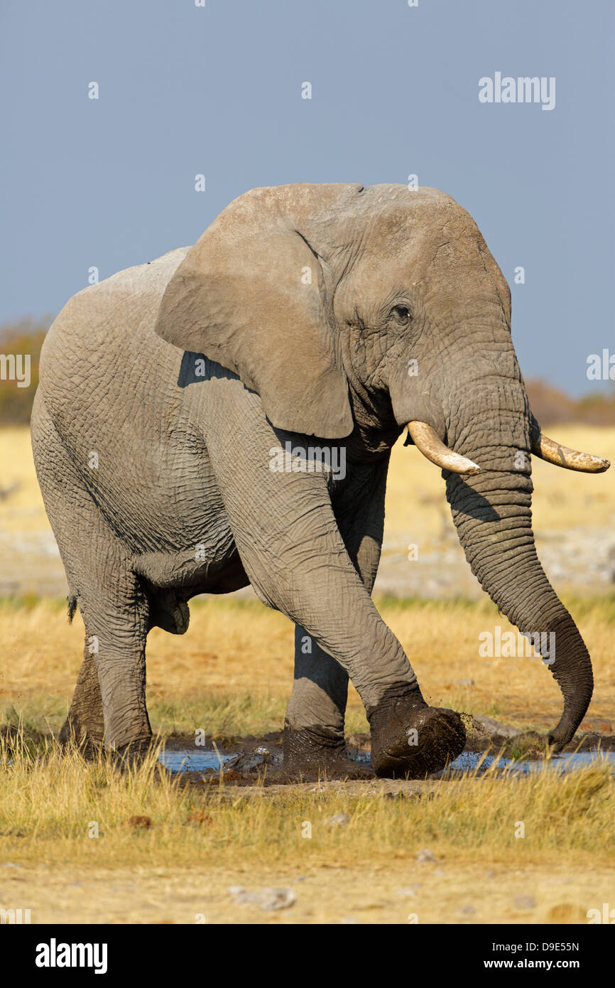 African Bush Elephant, African Savanna Elephant, Afrikanischer Elefant ...