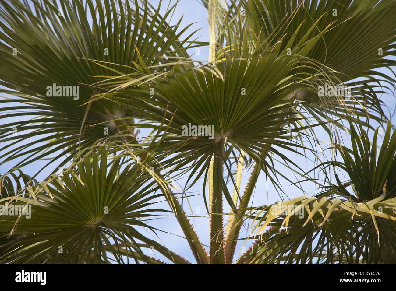 African Palm trees at bright summer day Stock Photo - Alamy
