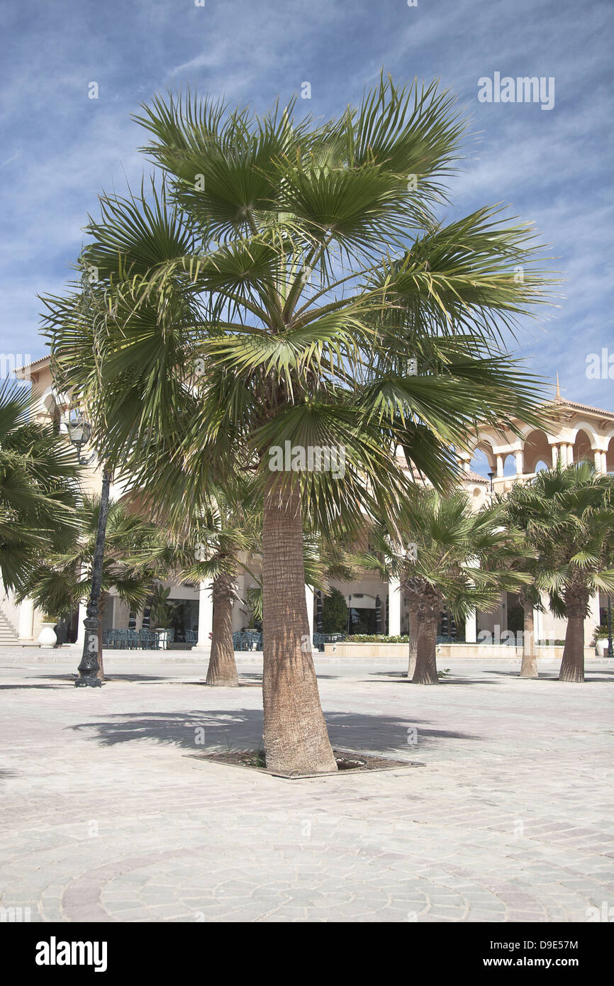 African Palm trees at bright summer day Stock Photo - Alamy