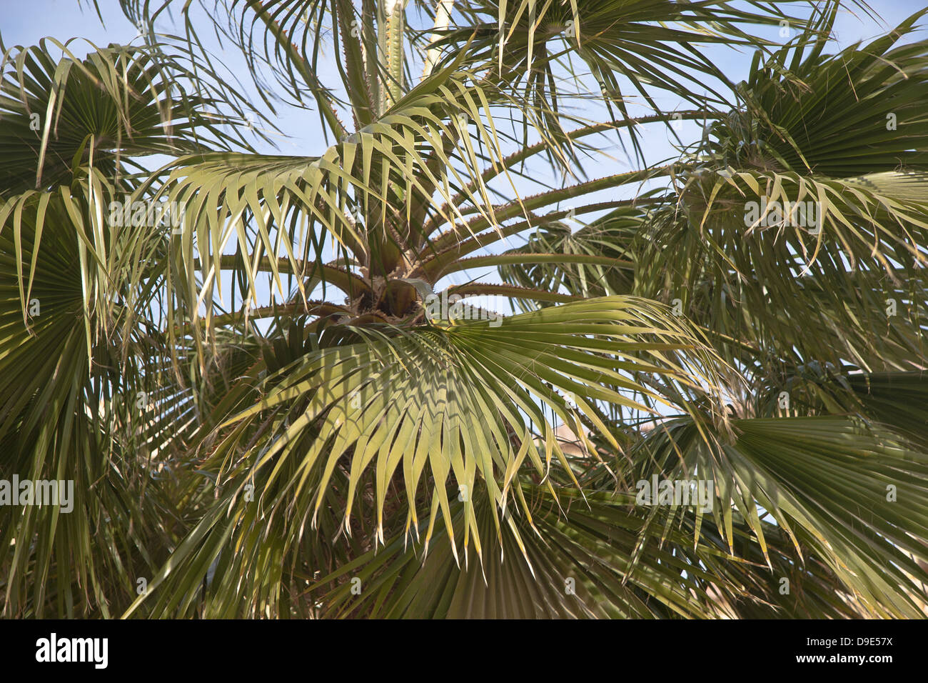 African Palm trees at bright summer day Stock Photo - Alamy