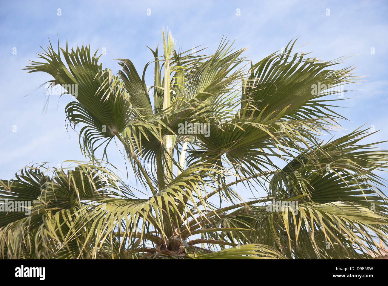 African Palm trees at bright summer day Stock Photo - Alamy
