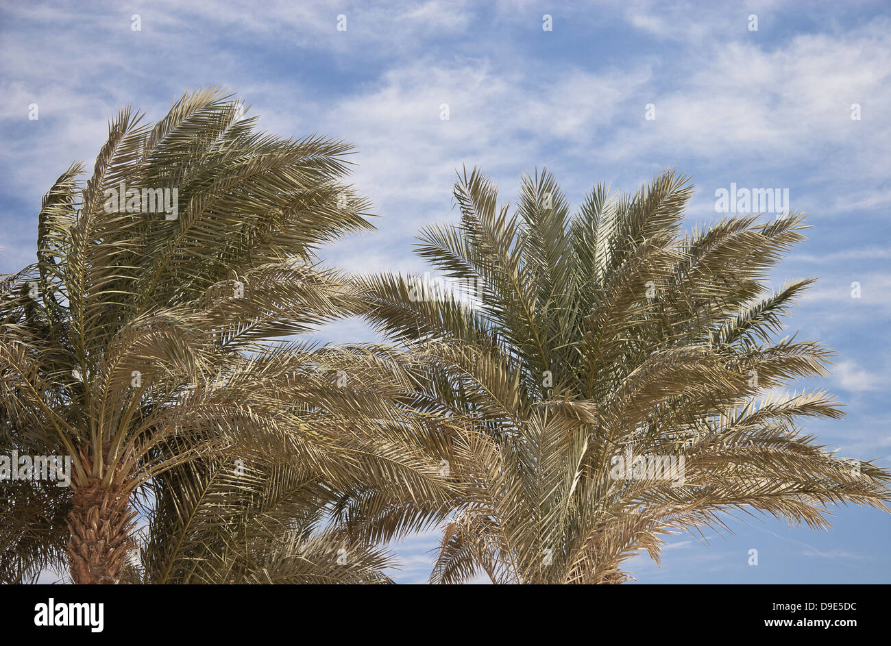 African Palm trees at bright summer day Stock Photo - Alamy