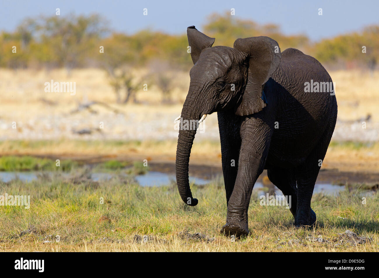 African Bush Elephant, African Savanna Elephant, Afrikanischer Elefant ...