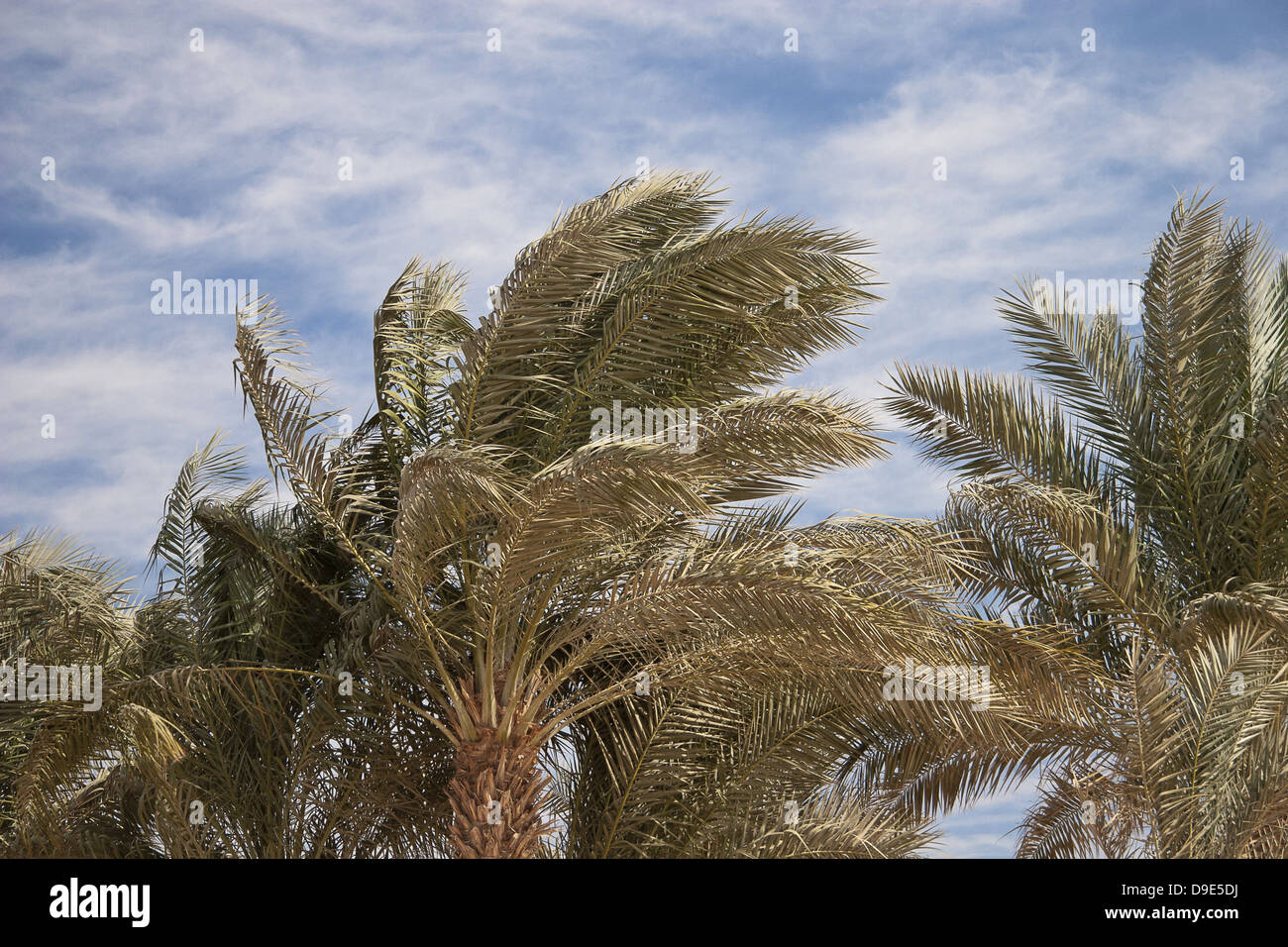 African Palm trees at bright summer day Stock Photo - Alamy